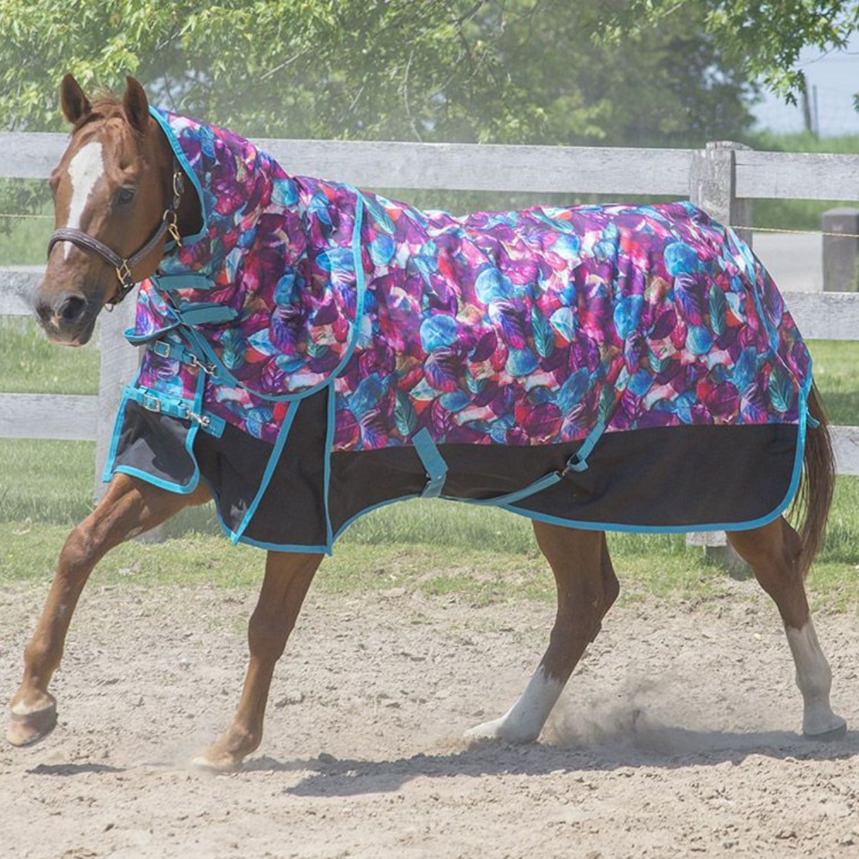 Saddles Canada | Western & English Saddle & Tack Store Online