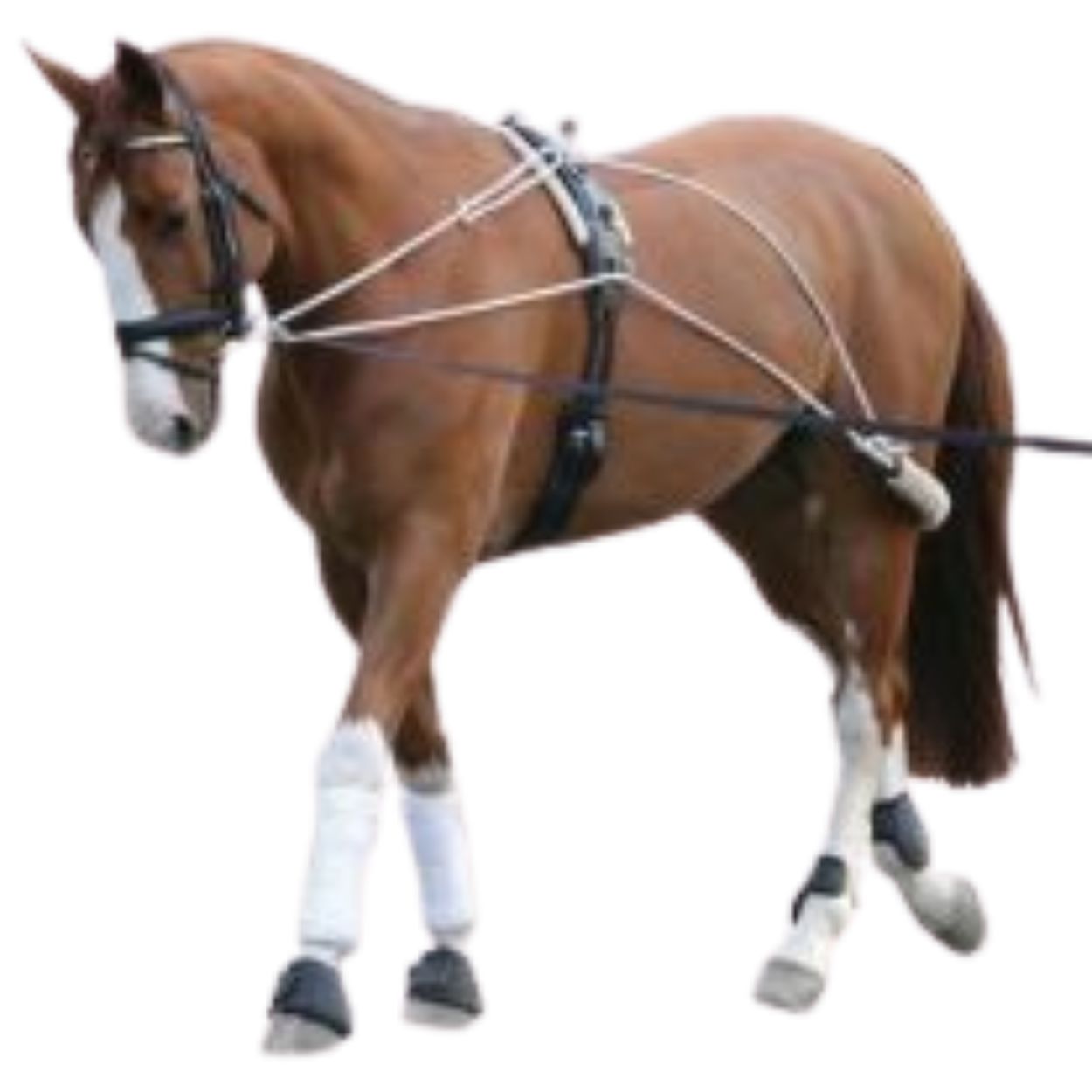 Lunging System | Saddles Canada